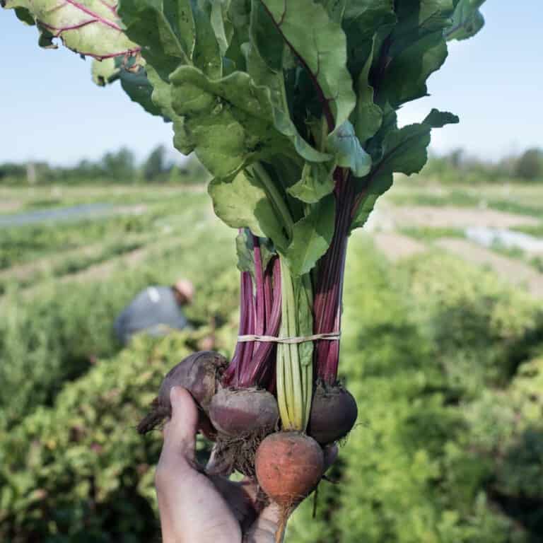 Organic Beets, Red (Bunch) | Heartbeet Farm