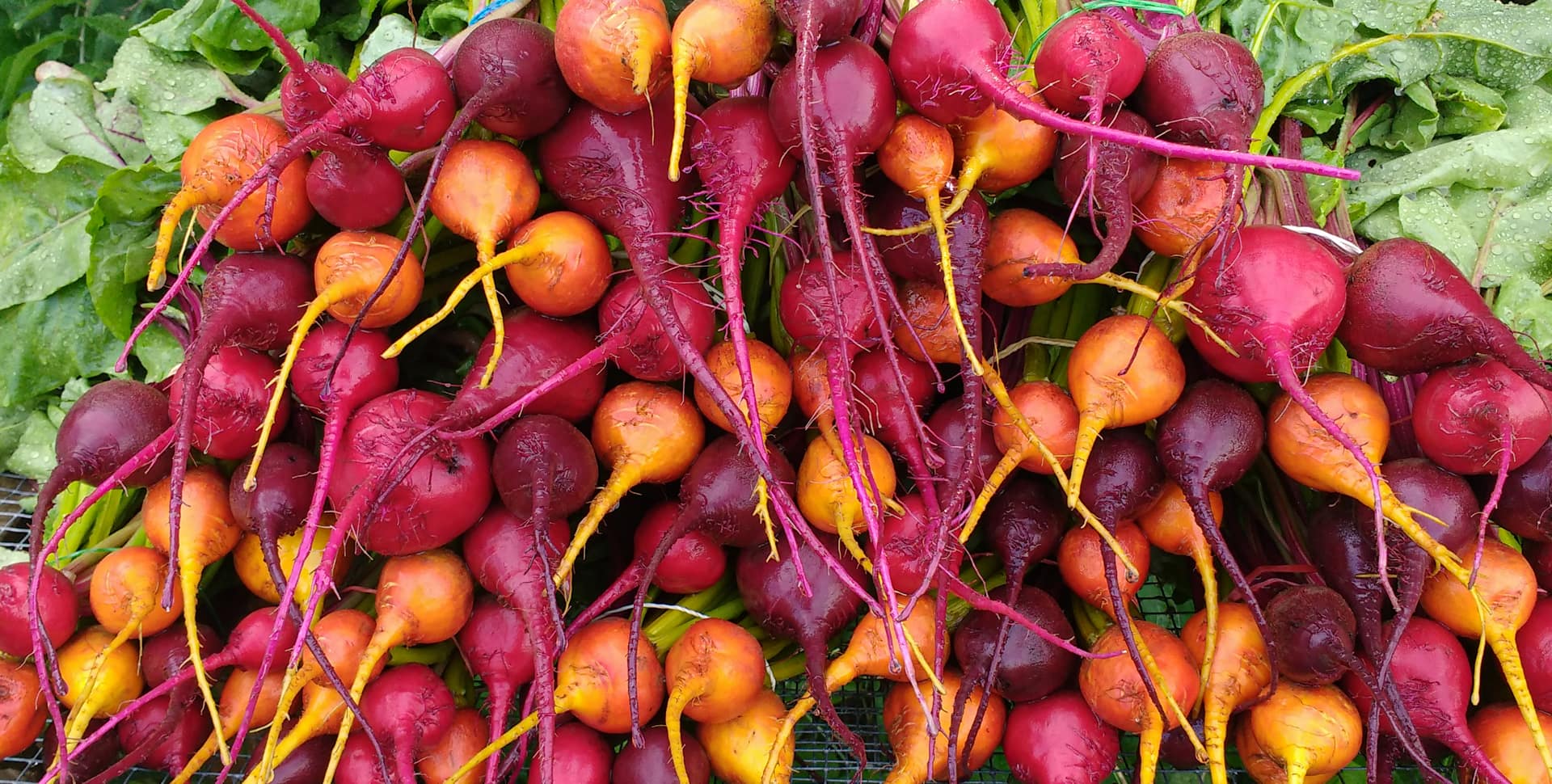 Fresh Local Organic Vegetables for Ottawa | Heartbeet Farm